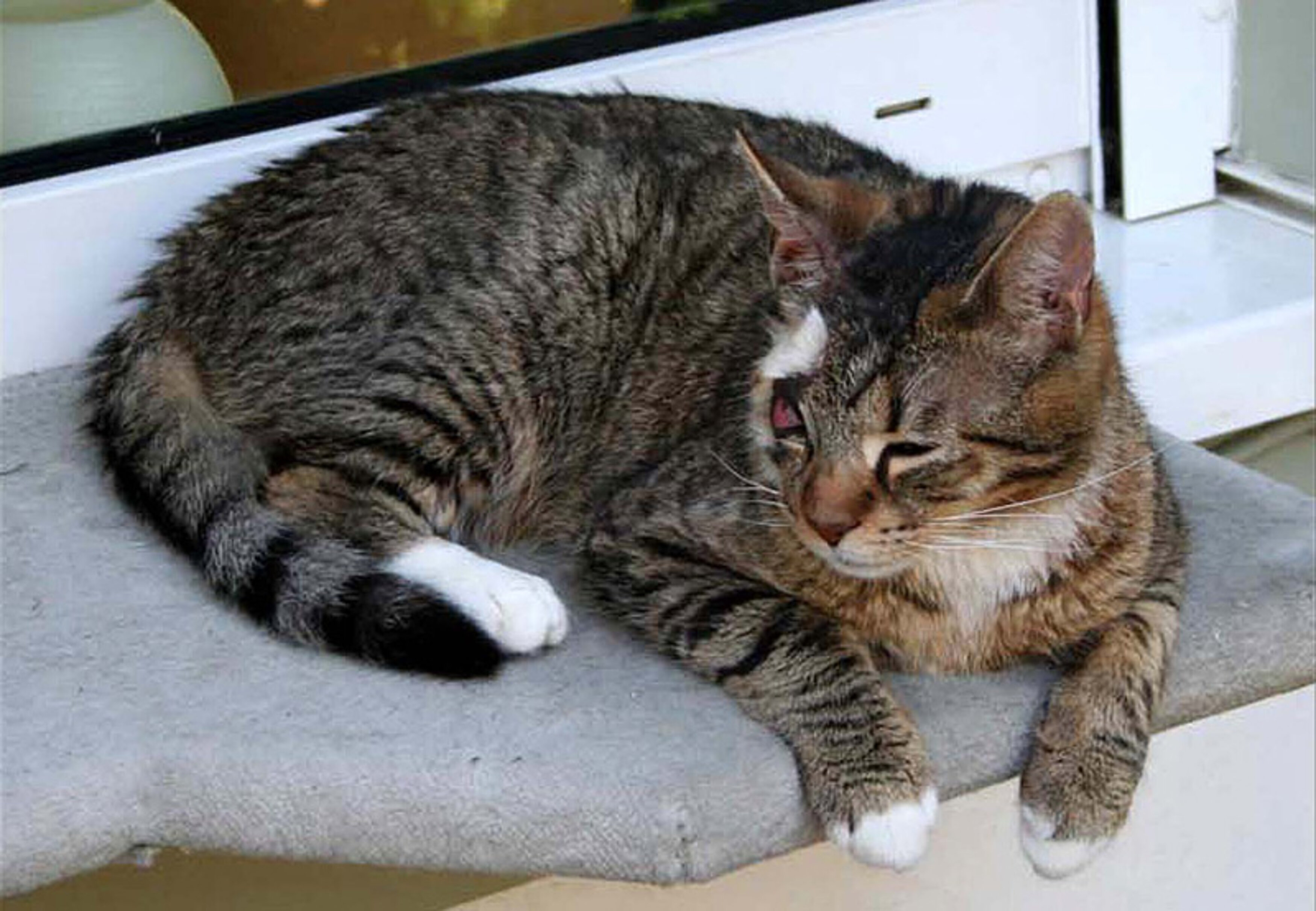 aktion tier – Menschen für Tiere e.V.: Tierschutzfall – Kater Felix