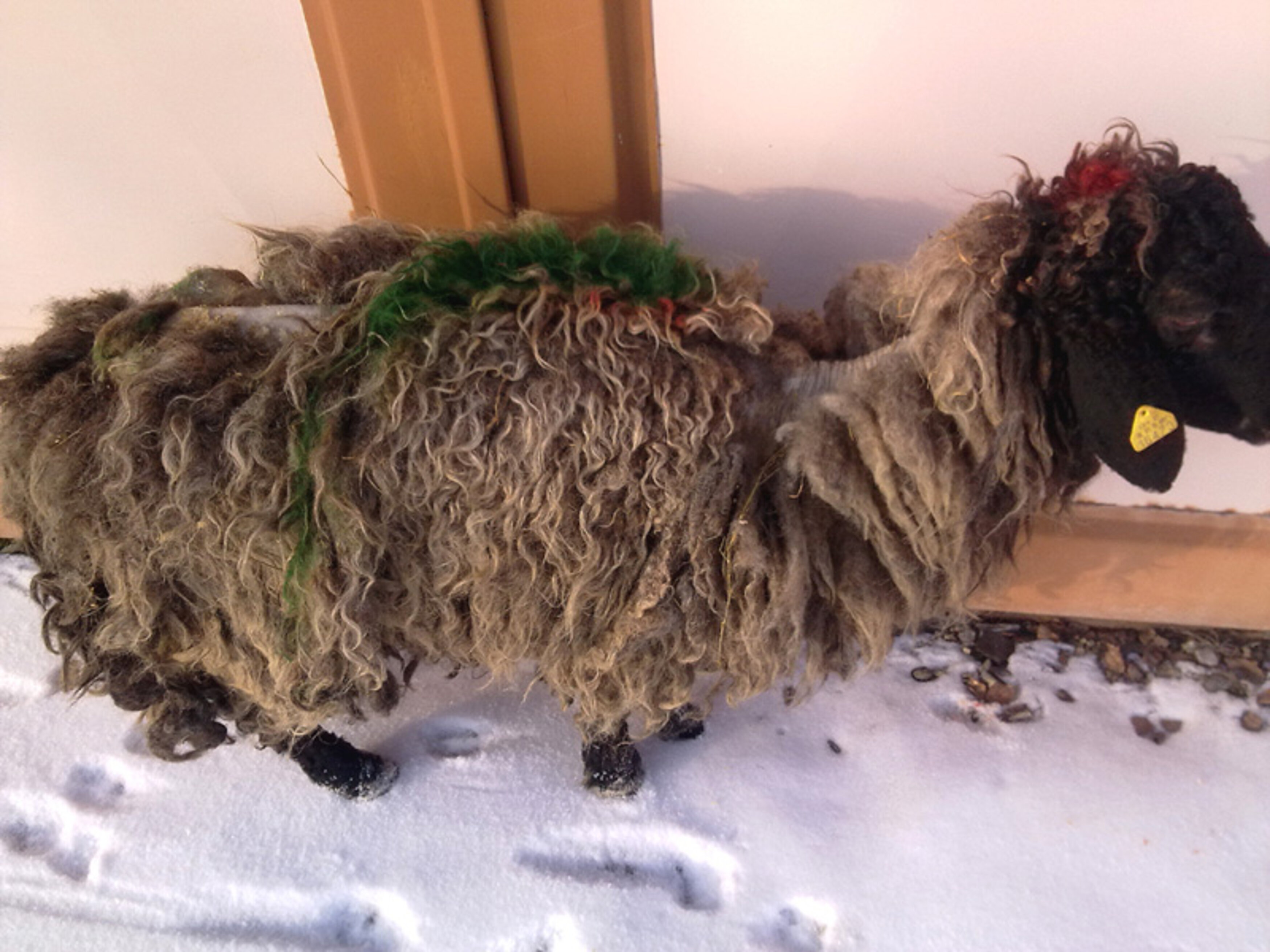 aktion tier – Menschen für Tiere e.V.: Animal Hoarding – Tierschutzfall ...