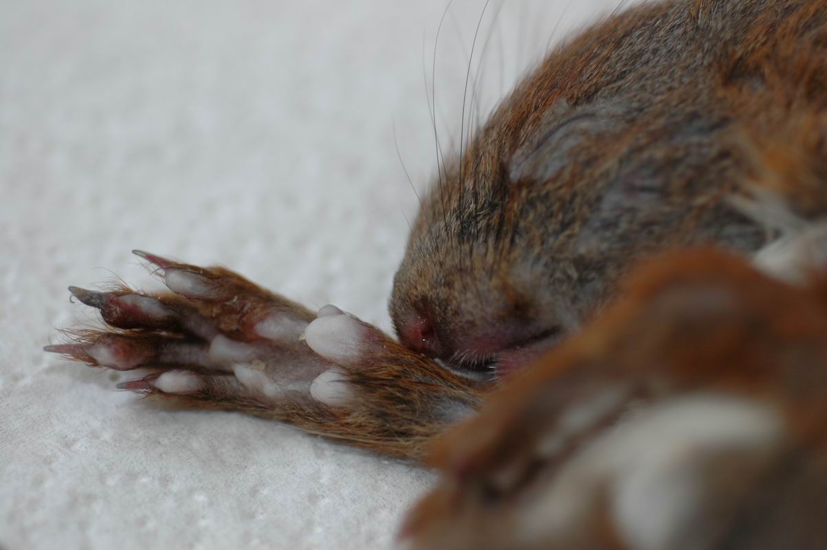 aktion tier – Menschen für Tiere e.V.: Virus bei Eichhörnchen entschlüsselt